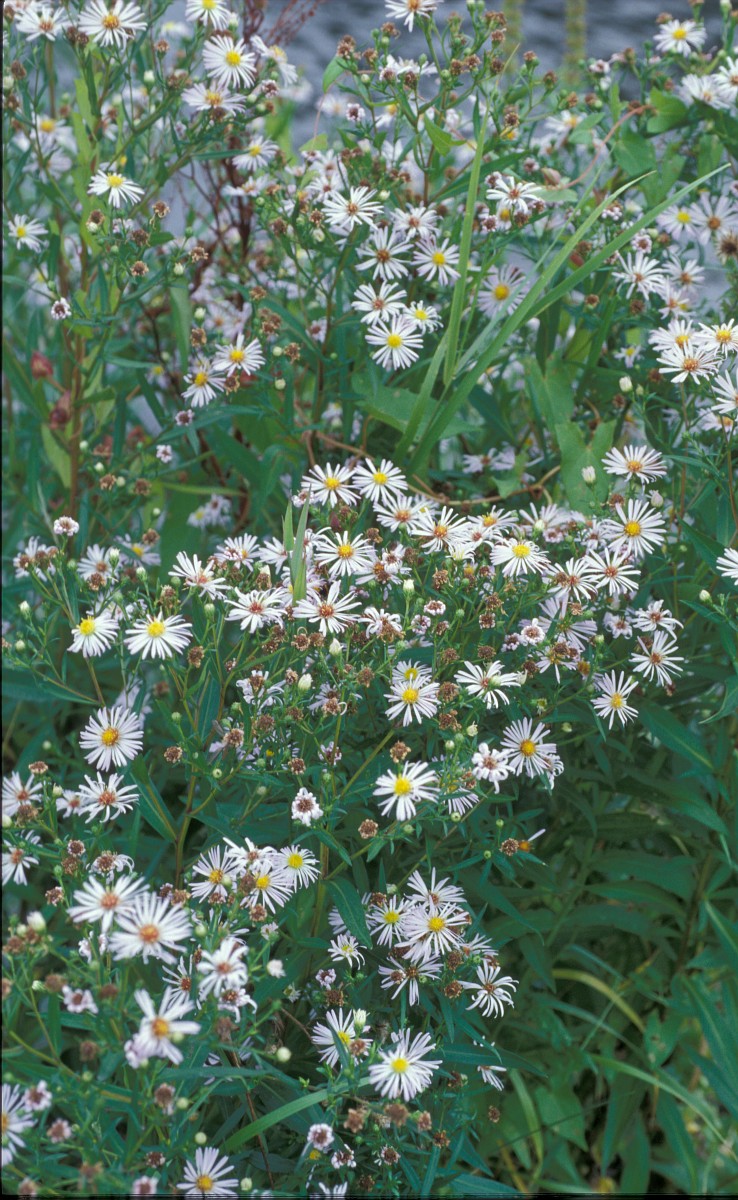 Aster lanceolatus, White Panicle Aster